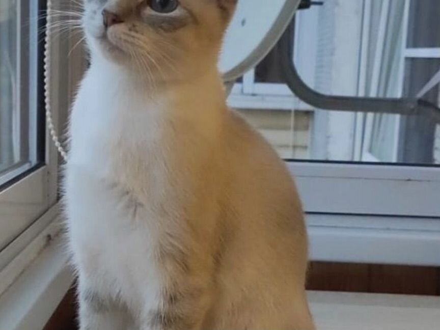 Красотка кошка голубоглазая Лори 10 мес. в дар