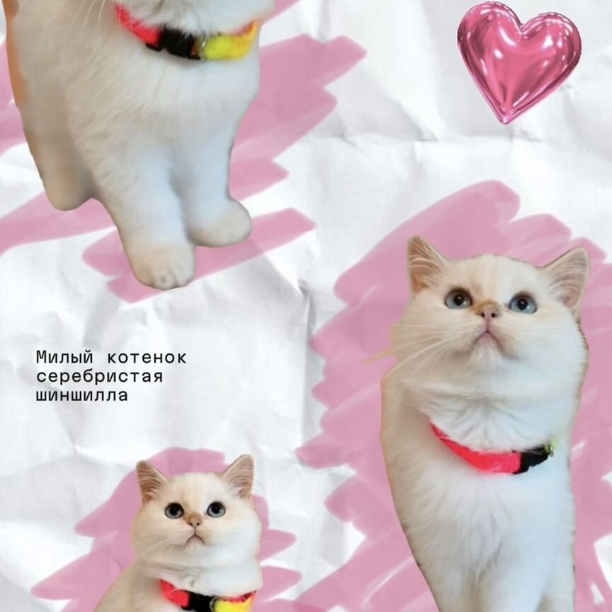 Котенок серебристая шиншилла поинт