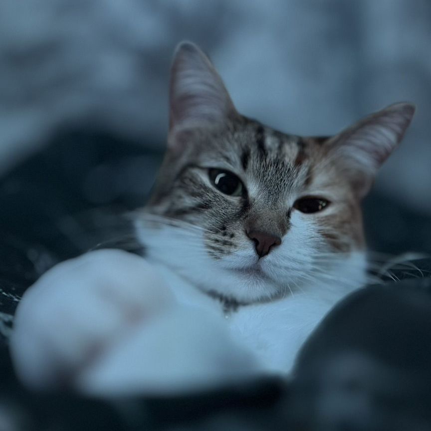 Взрослая кошка в добрые руки