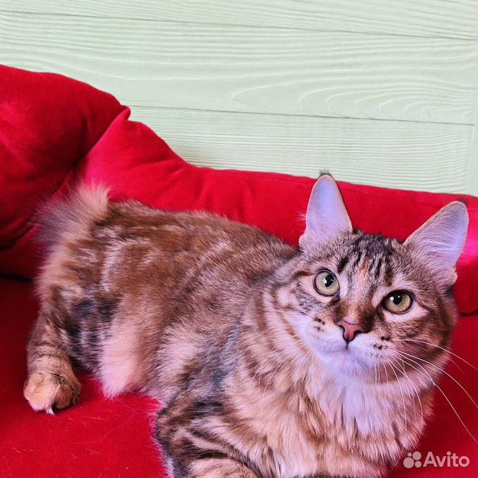 Курильский бобтейл кошечка