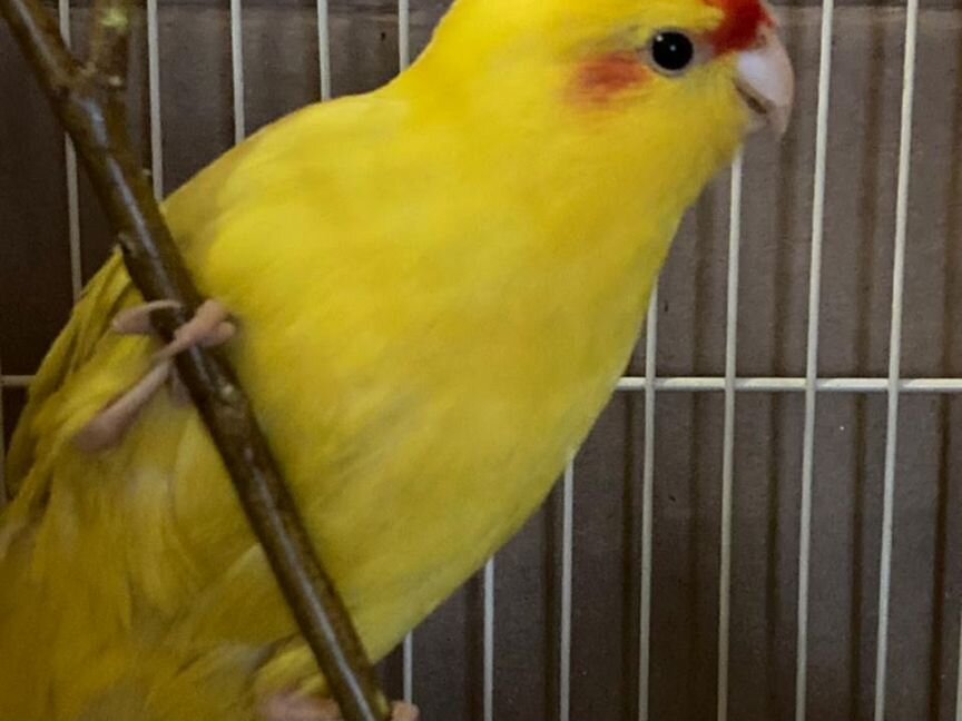 Какарик и кореллы