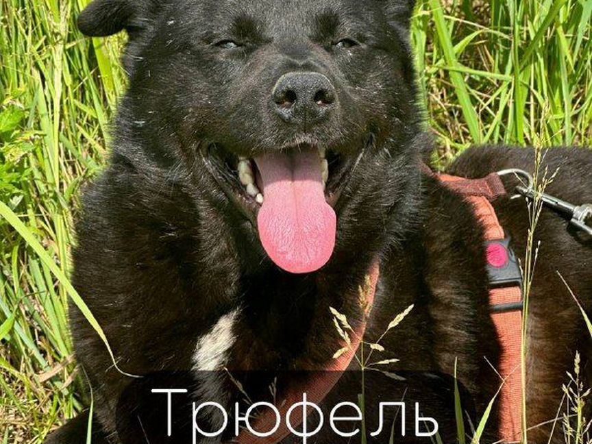 Плюшевый Трюфель в дар