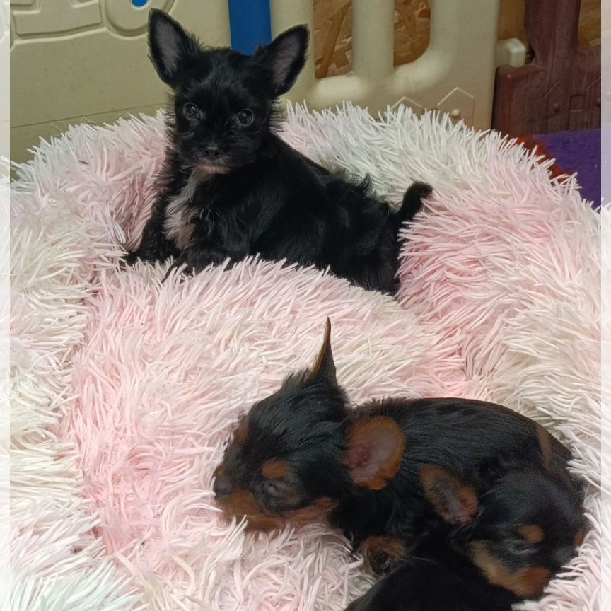 Йоркширский терьер, щенок