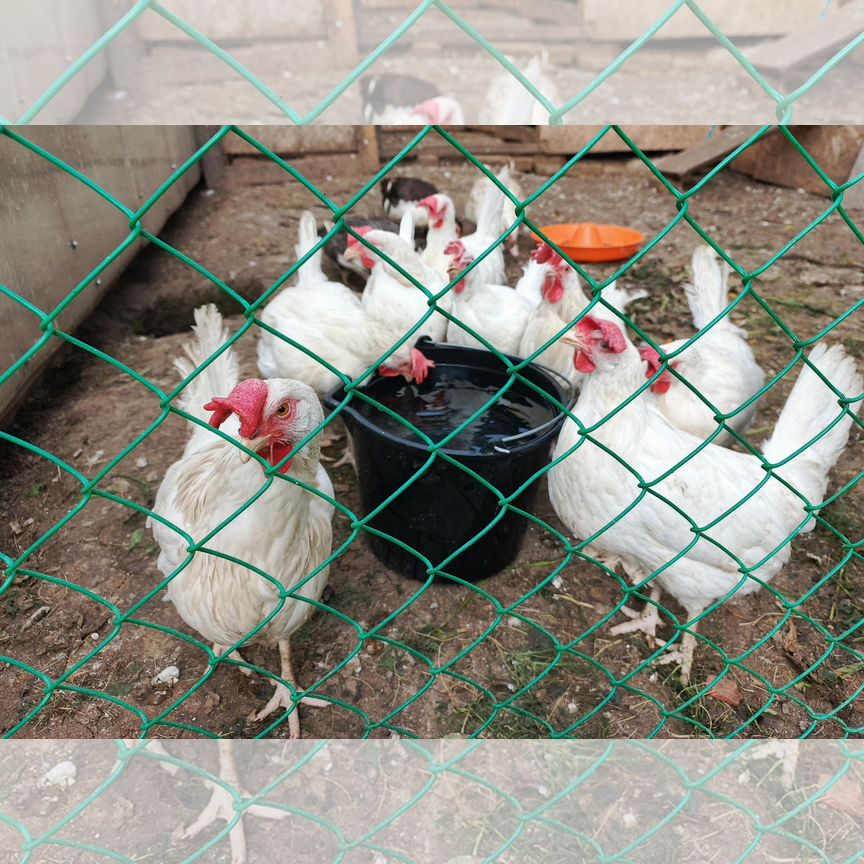 Курицы несушки домашние