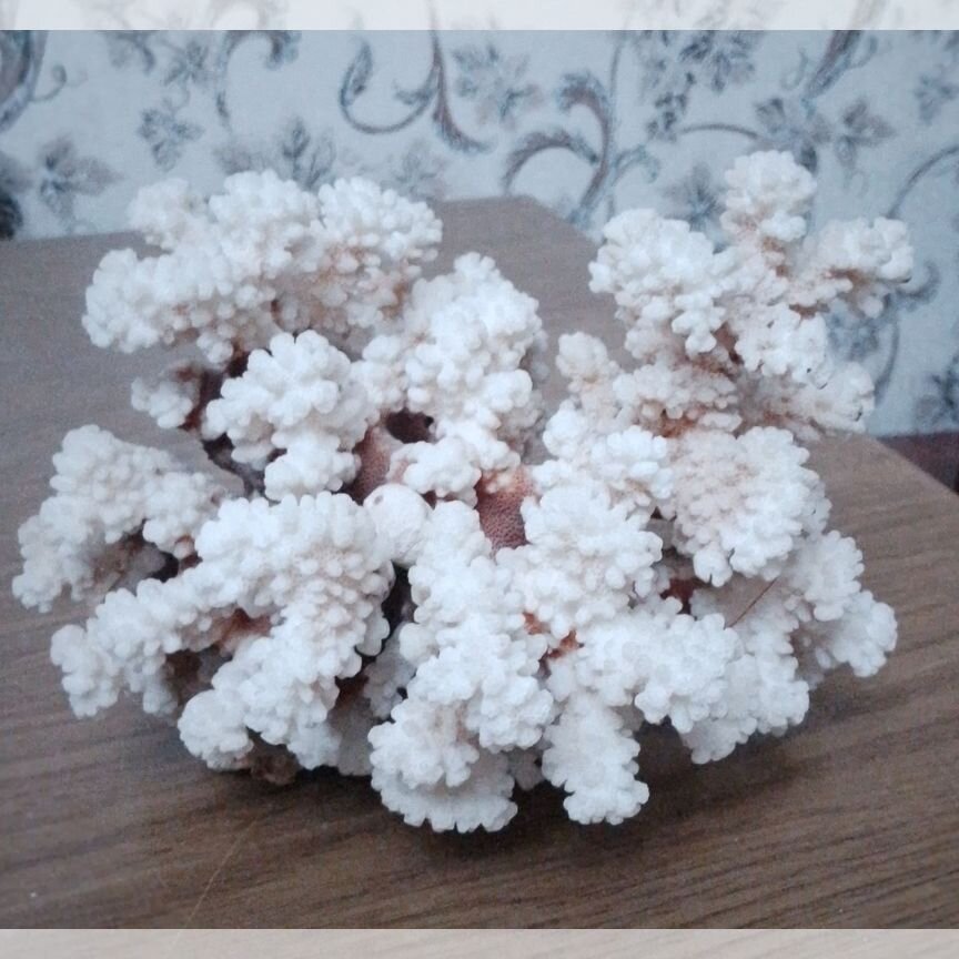 Натуральный коралл