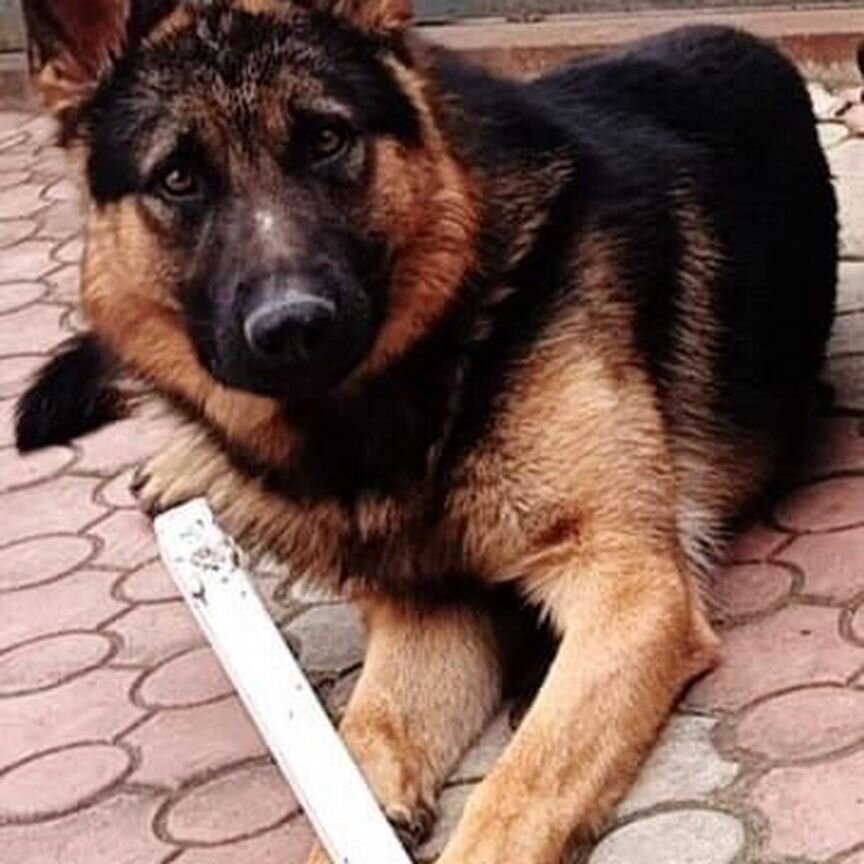 Немецкая овчарка