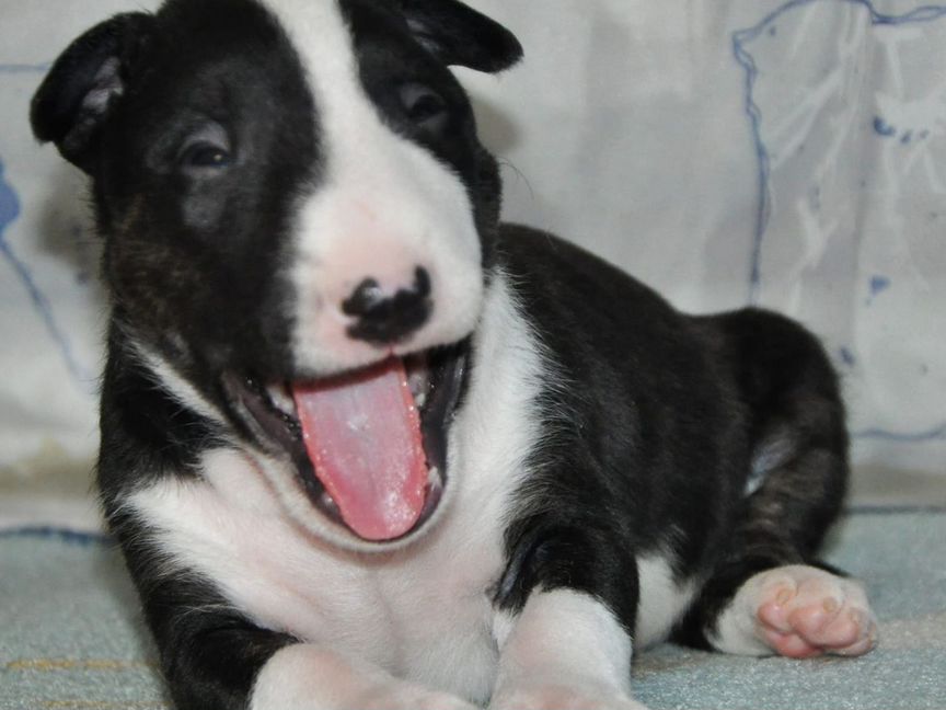 Стандартный бультерьер