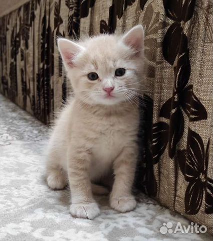 Котенок-капучинко