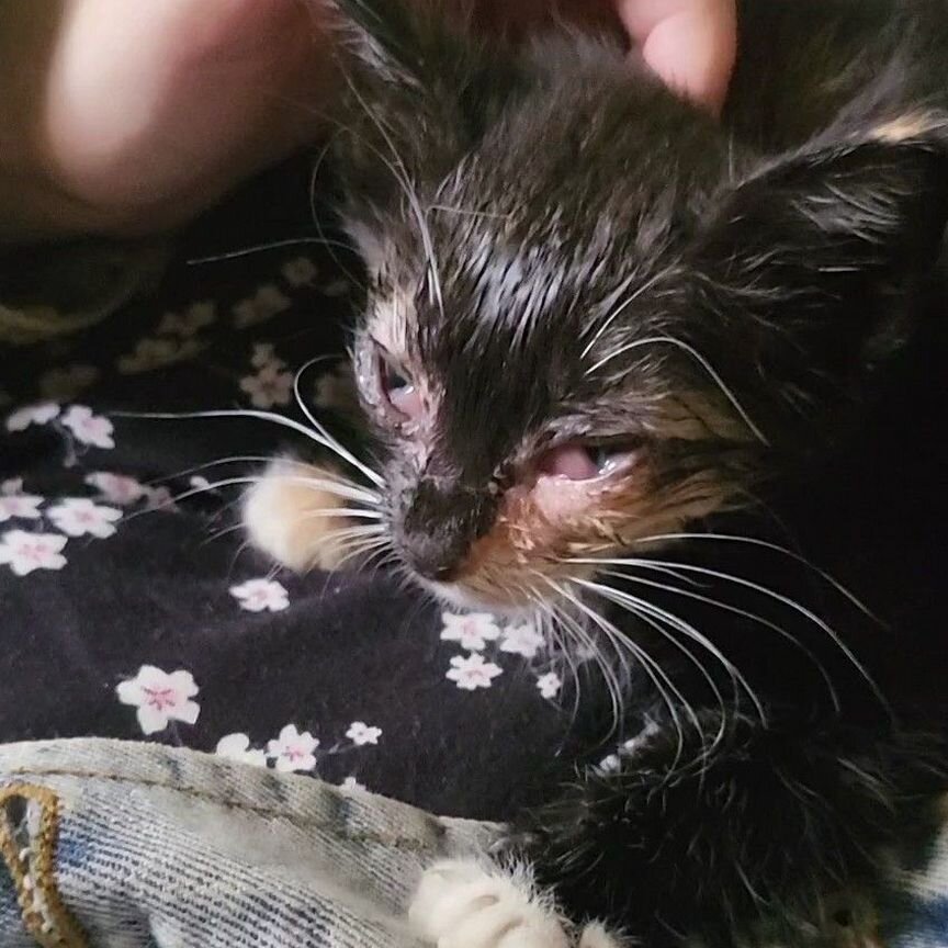 Котята