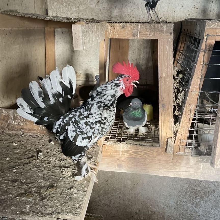 Петухи бентамки