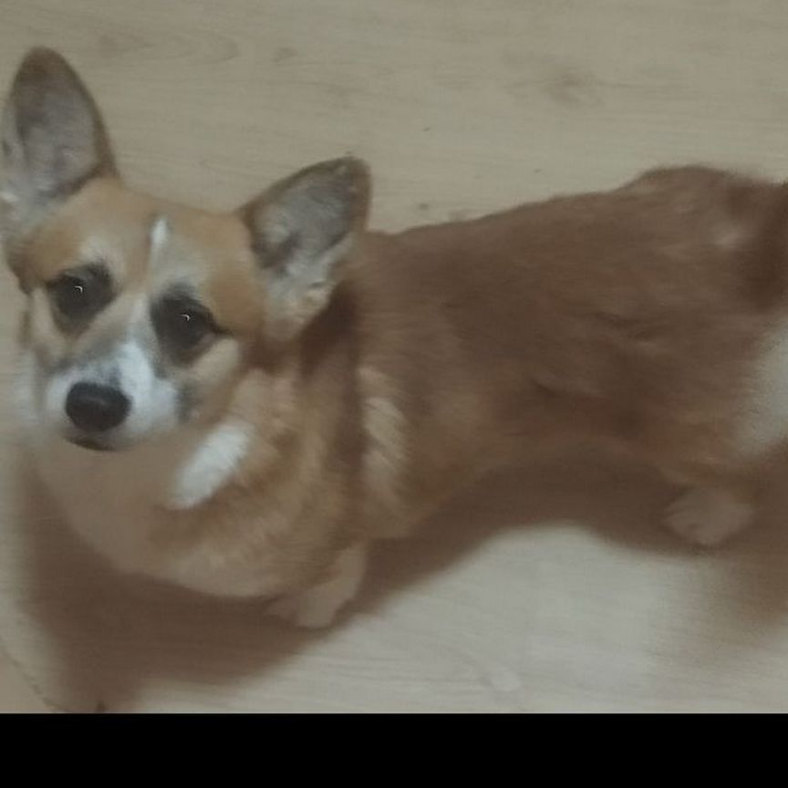 Вельш Корги Пемброк, 3 года Фунтик