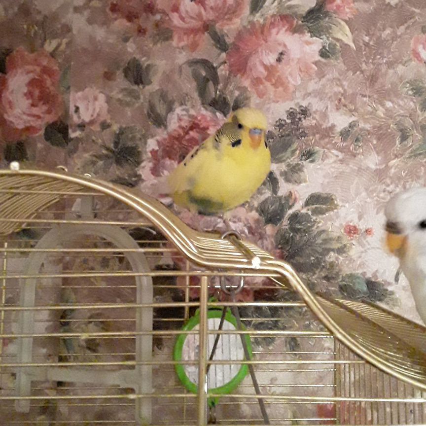 Волнистый попугай