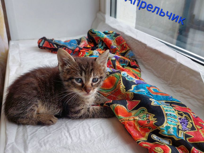 Котенок мальчик