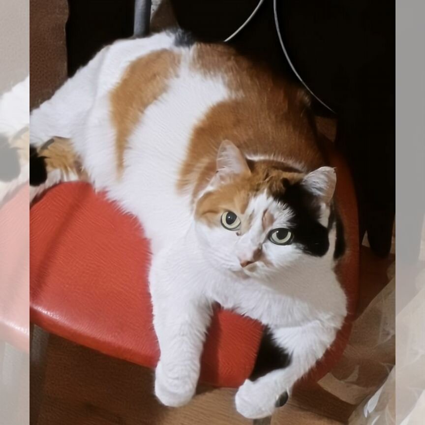 Британская короткошёрстная кошка, взрослая