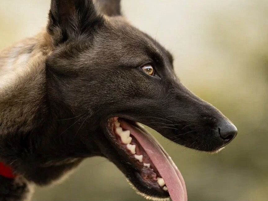 Собака в добрые руки отдам бесплатно