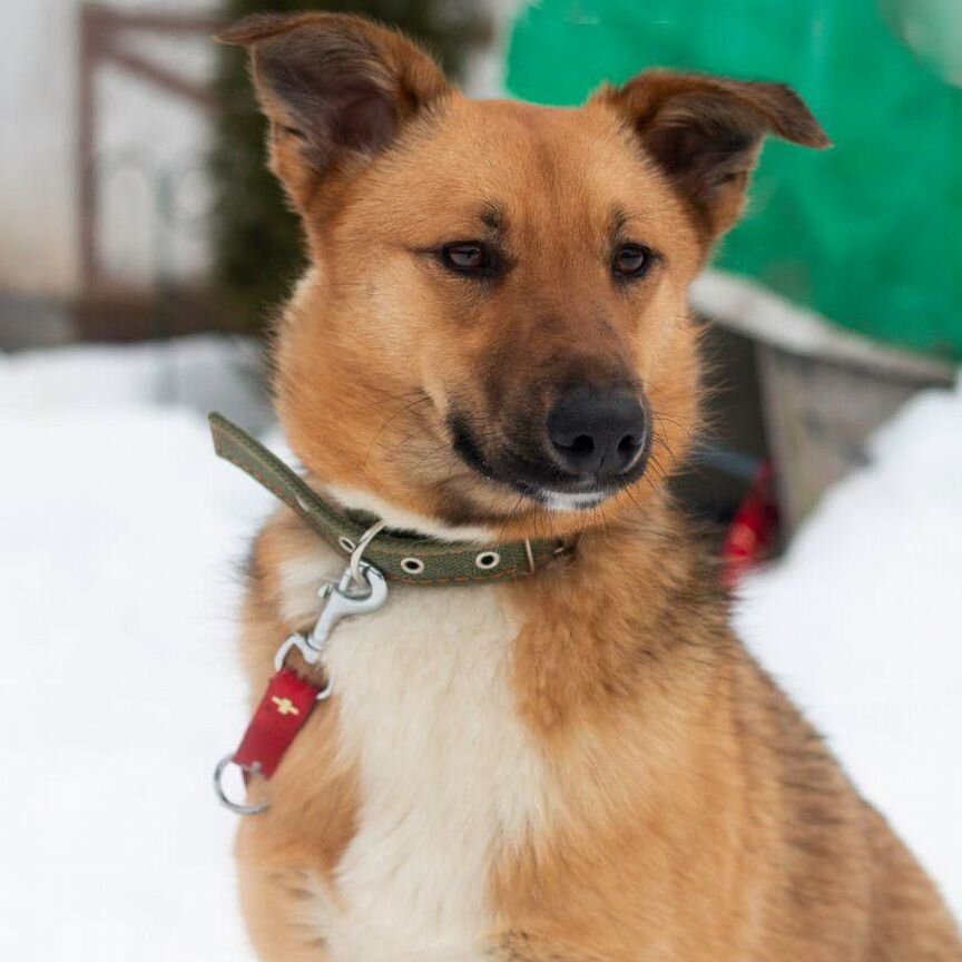 Нелли (собака)