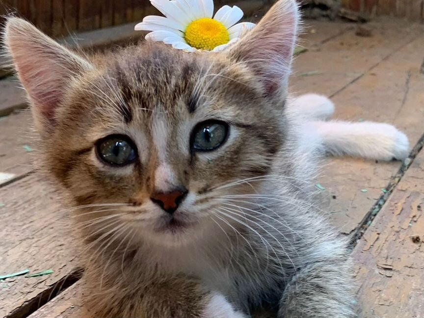 Котенок мальчик