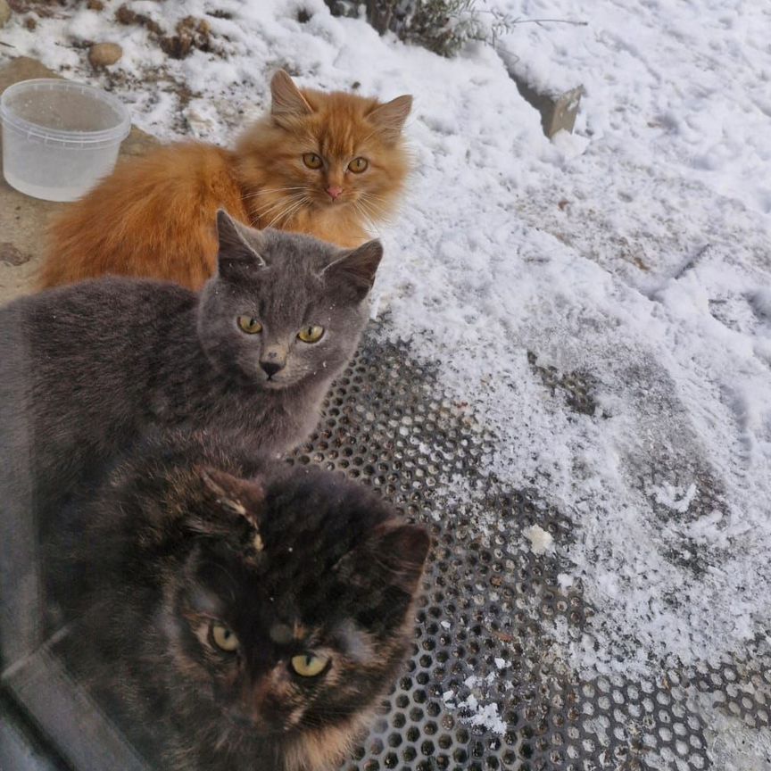 Котята бесплатно
