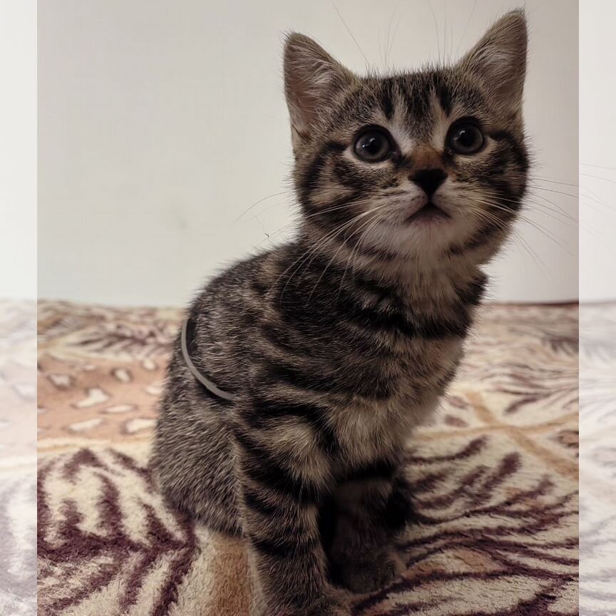 Британский короткошёрстный котёнок