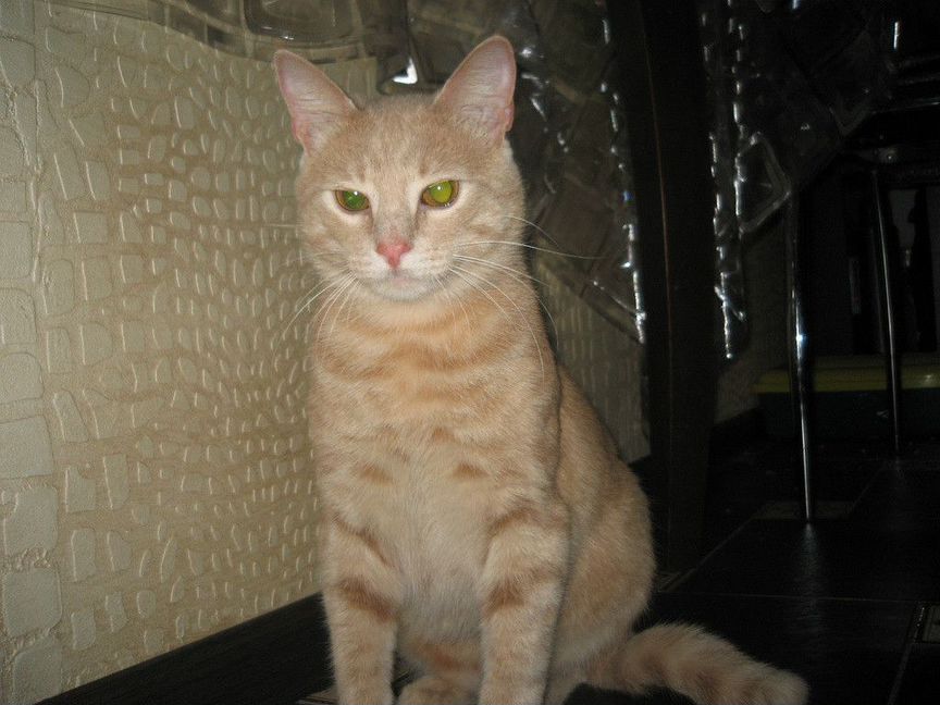 Кот П оте-ря-лся