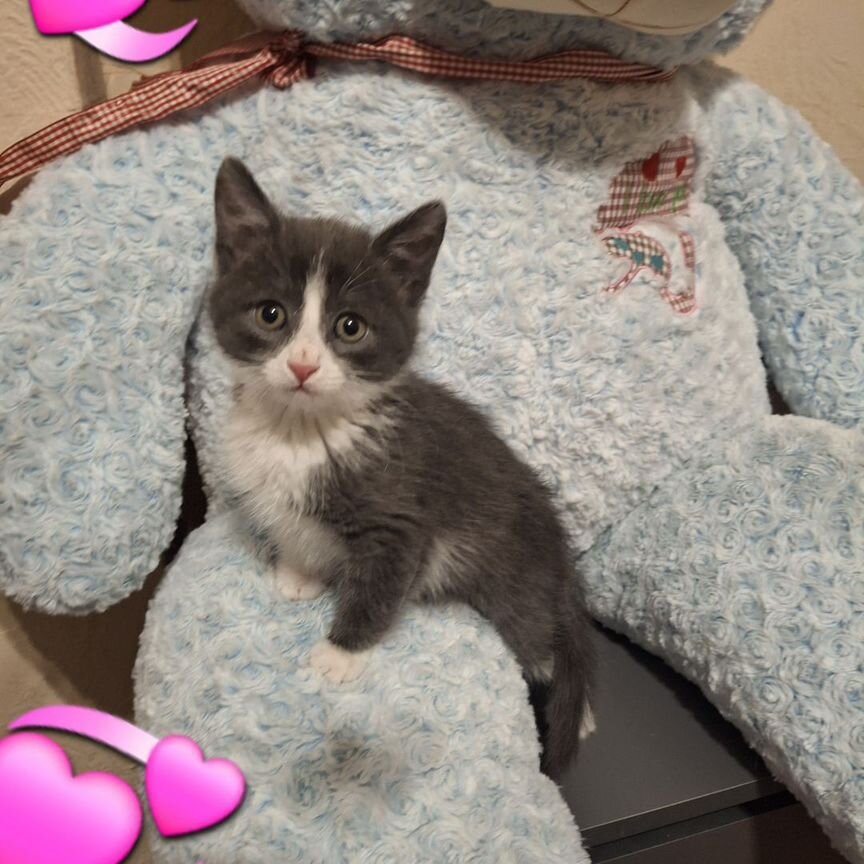 Кирюша-котёнок (1,5 месяца)