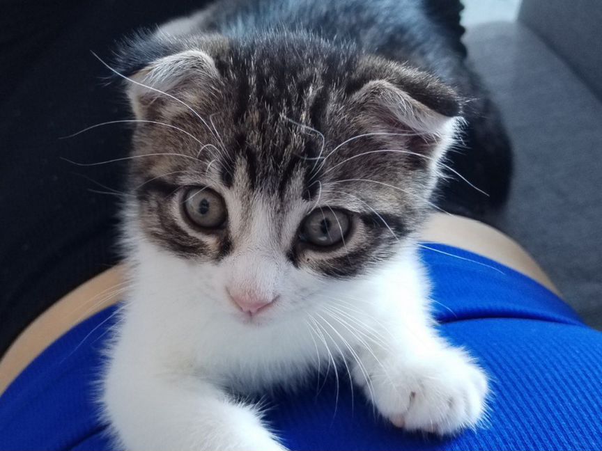 Котёнок вислоухий