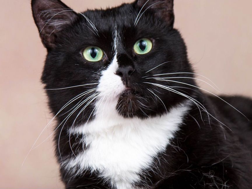 Котик Чаплин