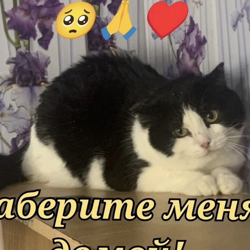 Взрослый кот в добрые руки