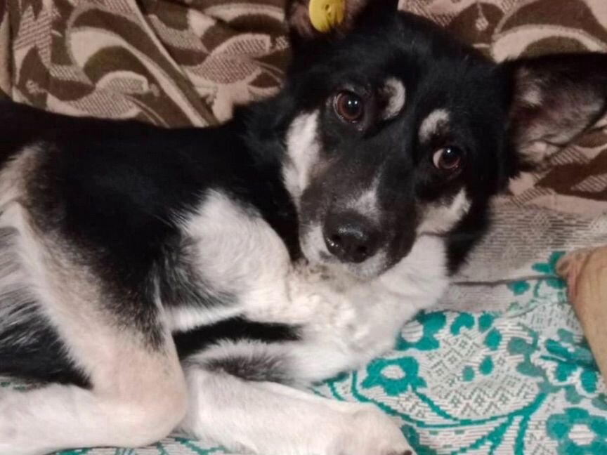 Собака в добрые руки