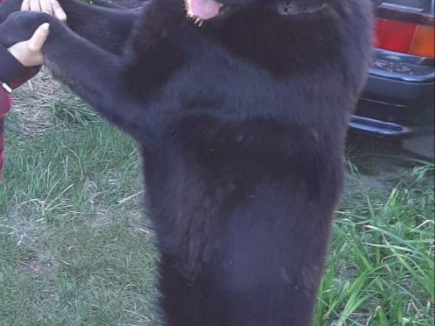 Немецкая овчарка. Вязка 5000