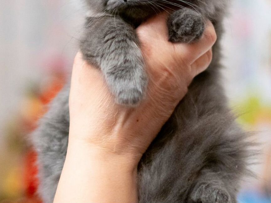 Красавица Абигаль, котенок