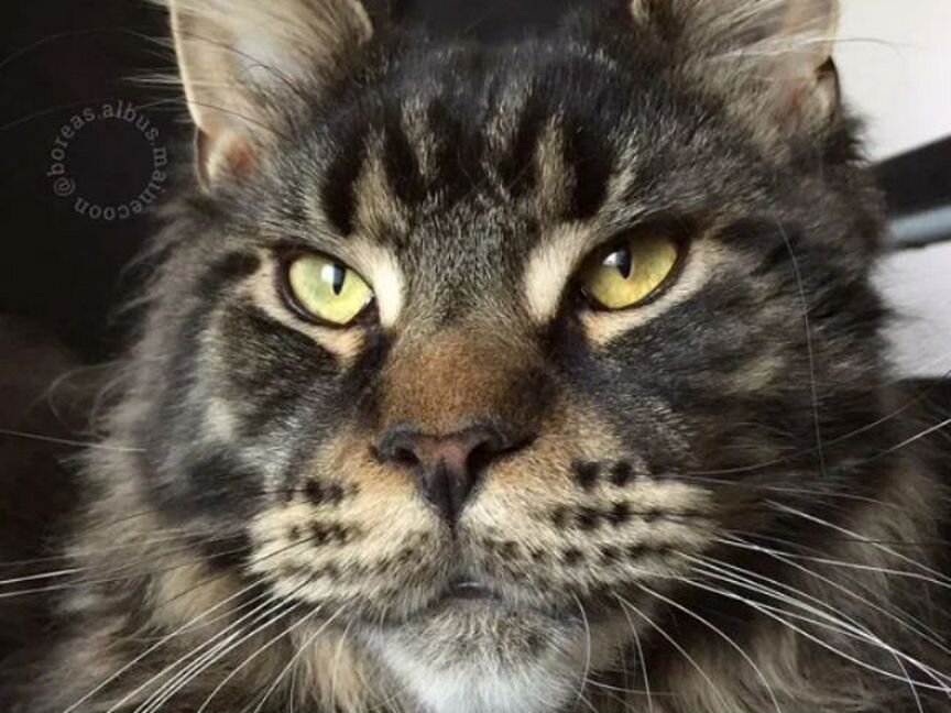 Отдам кота в добрые руки мэйн куна