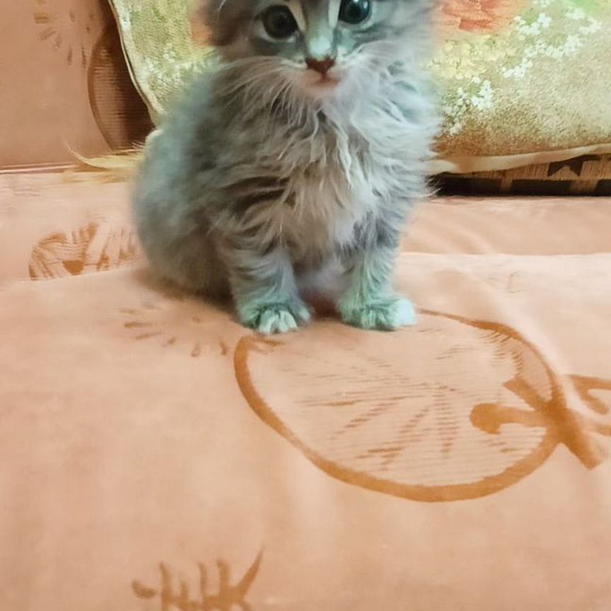 Котята милашки
