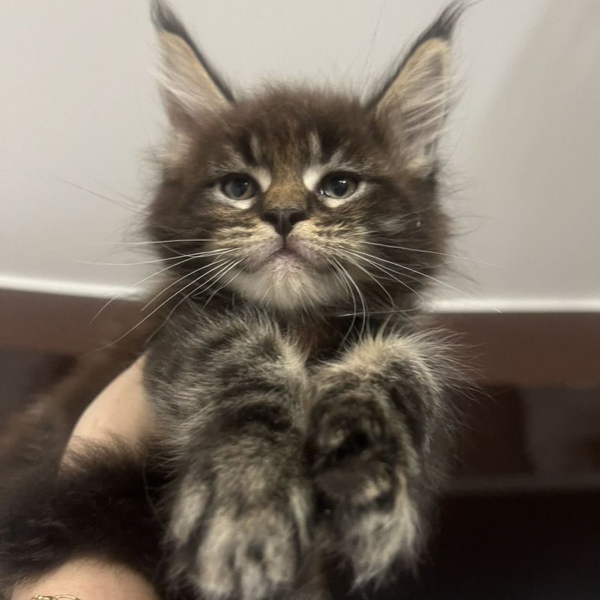 Мейн-кун котёнок