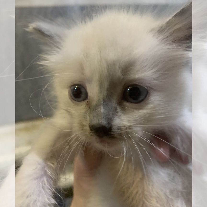 Тайский котёнок