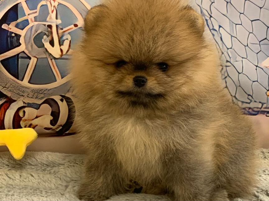 Померанский шпиц мальчик щенок