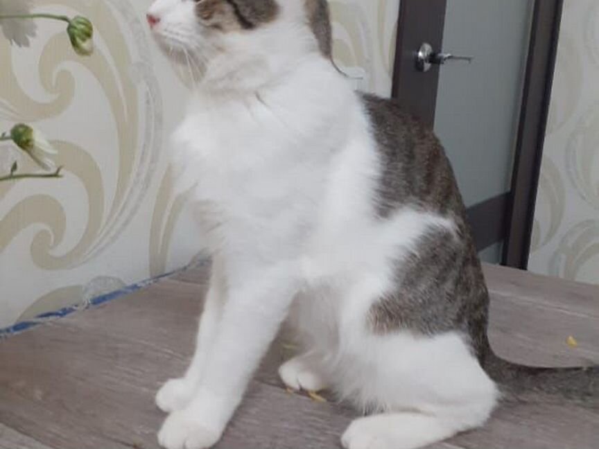 Котёнок Лаврик