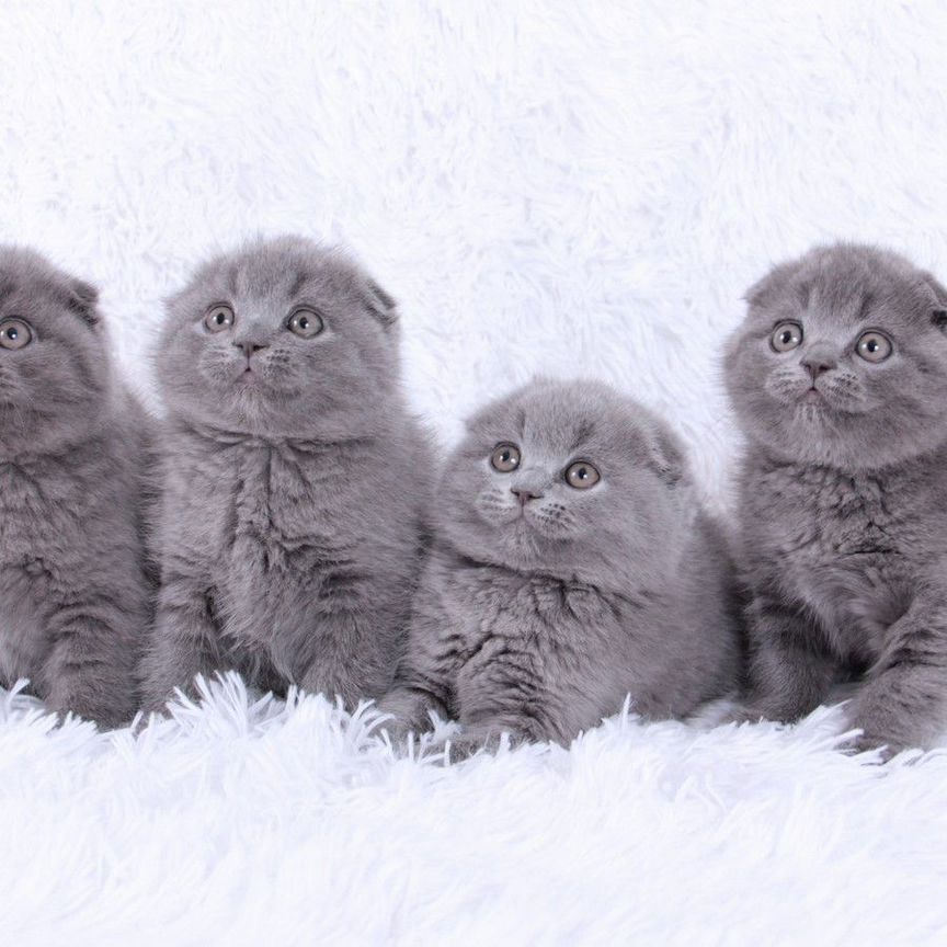 Шотландские вислоухие котята