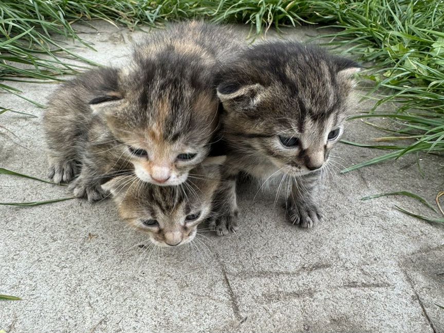 Котята ищут заботливых хозяев