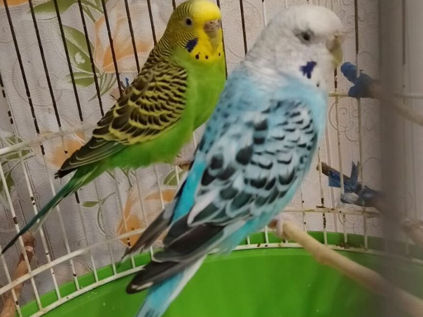 Продам волнистых попугаев
