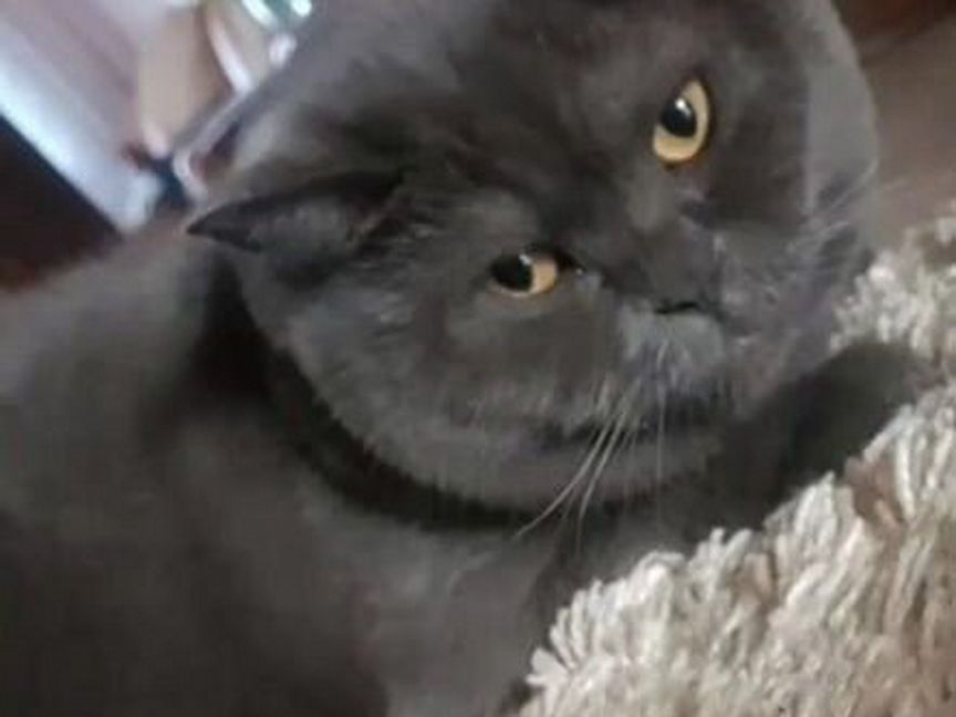 Британский кот