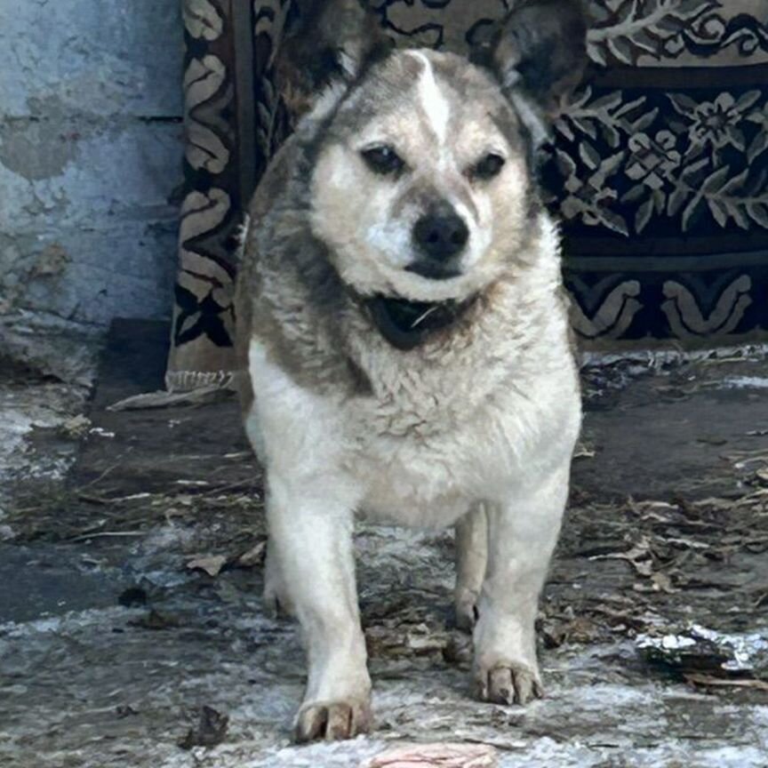 Собака в добрые руки отдам бесплатно