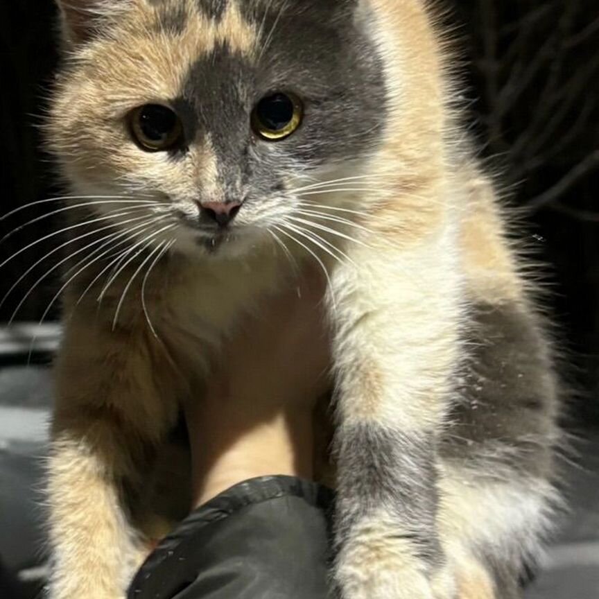 Отдам в добрые руки