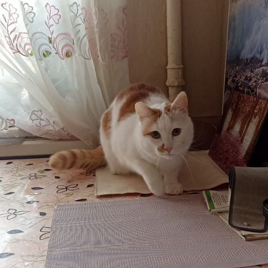 Шикарный котик ищет себе семью