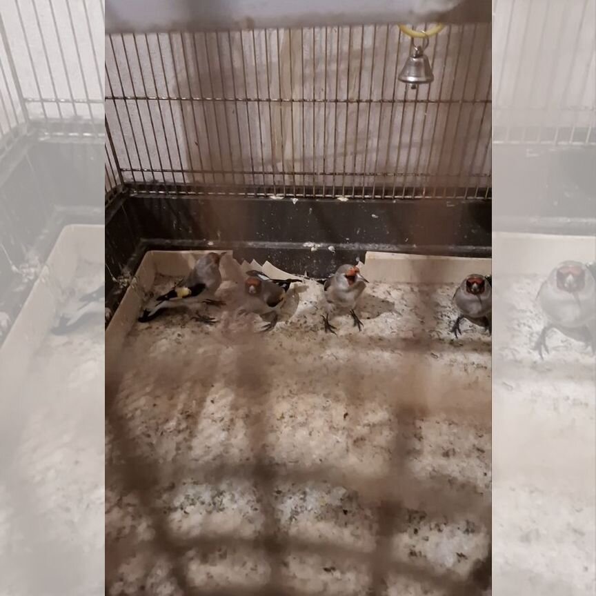 Седоголовый щегол