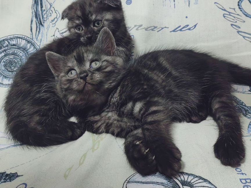 Британские котята