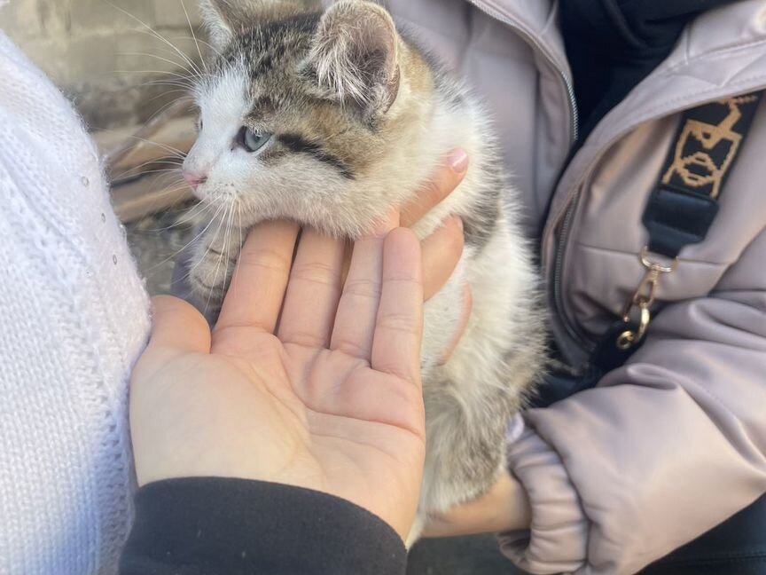 Котята в добрые руки бесплатно мальчик