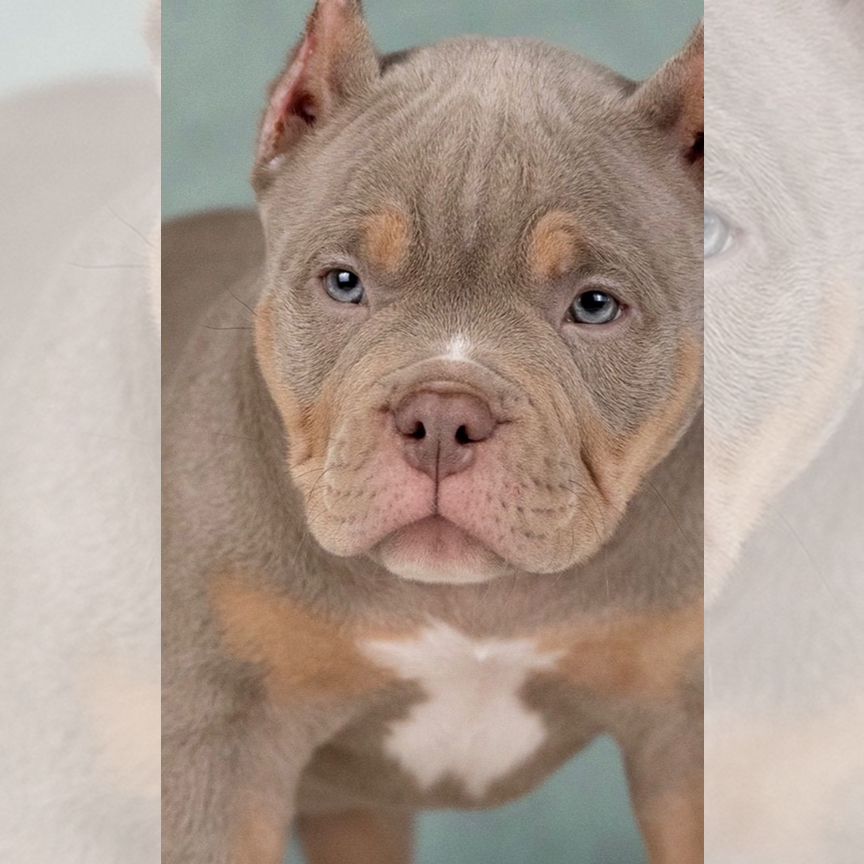 Американский булли, щенок