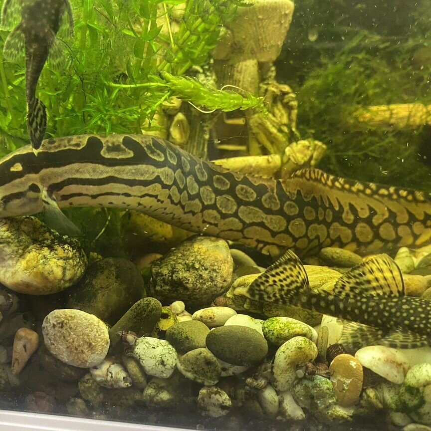 Мастацембел рыбки бесплатно