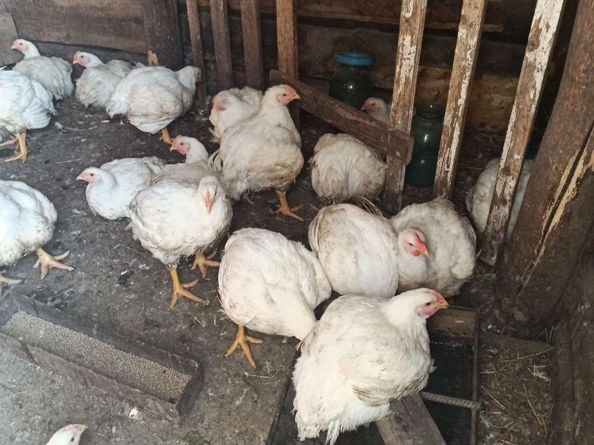 Цыплята домашние